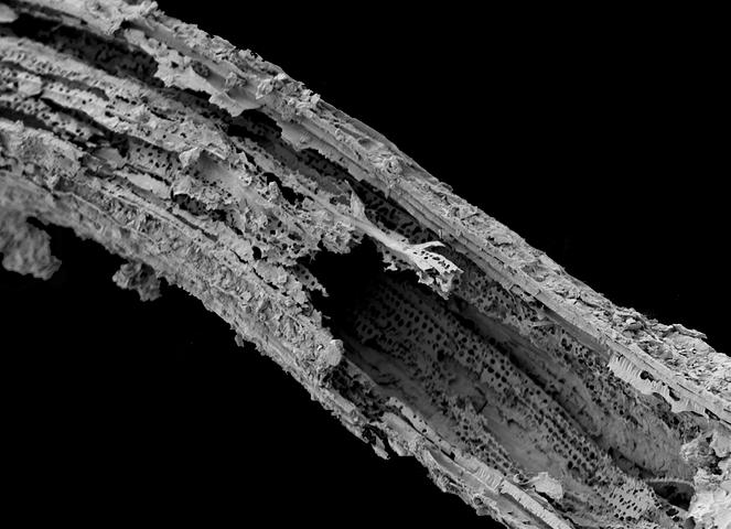 Electron Microscopy for farmers - University of Plymouth