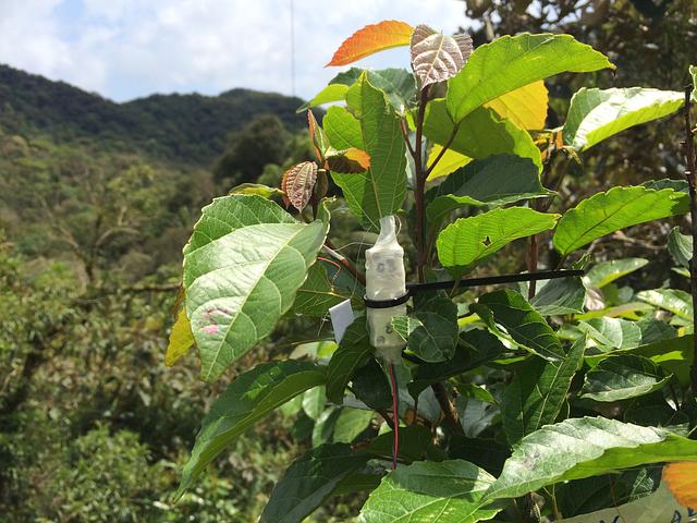 netCTF: network for monitoring Canopy Temperature of Forests ...