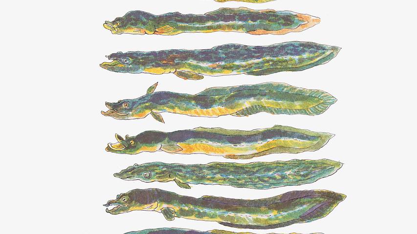 Creative Associates: A suitcase full of eels - University of Plymouth