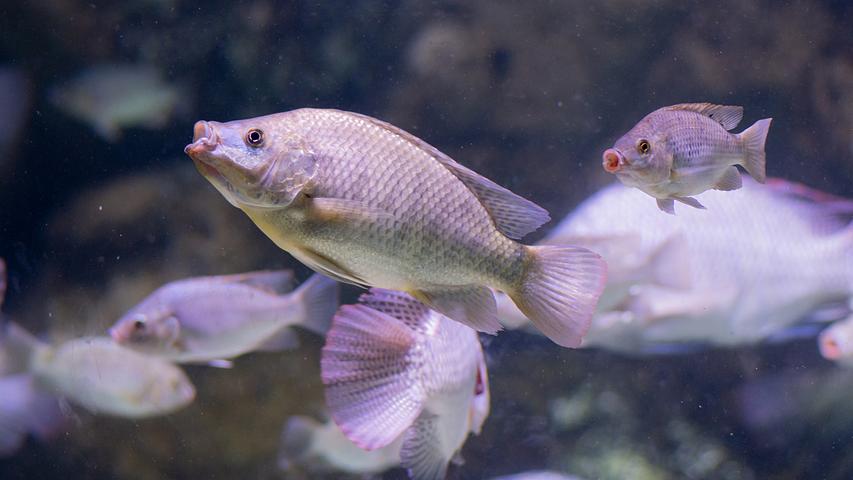 Development of sustainable fish feeds for Caribbean aquaculture using ...